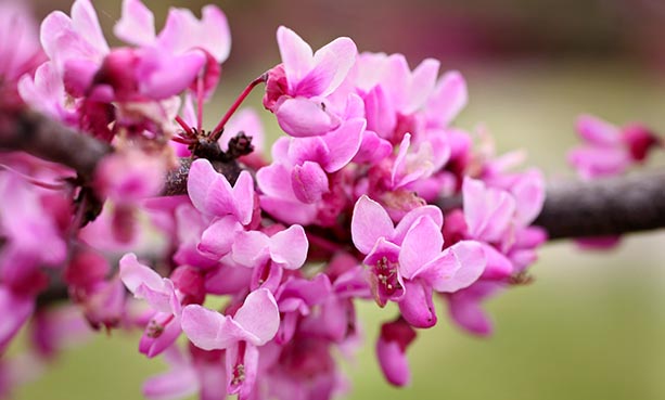 Donna Fielding Cancer Wellness Institute